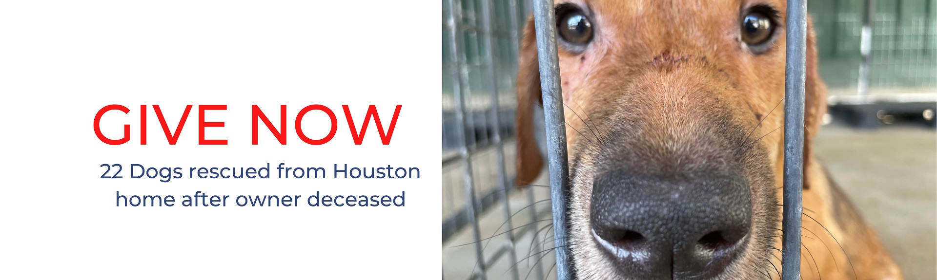 Houston Humane Society | Animal & Dog Shelter | Houston, TX