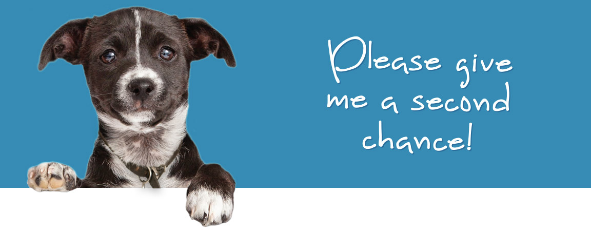 Houston Humane Society | Adopt a Dog, Adopt a Pet, Animal Shelter, Pet ...